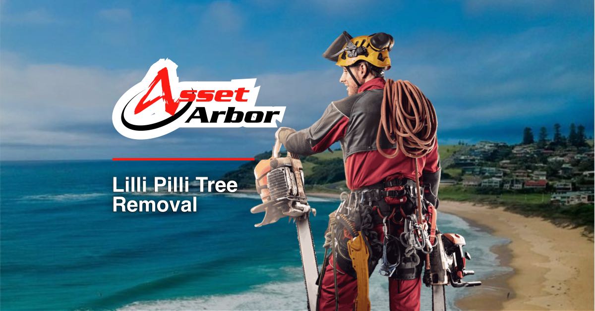Lilli Pilli Tree Removal - Asset Arbor Tree Services