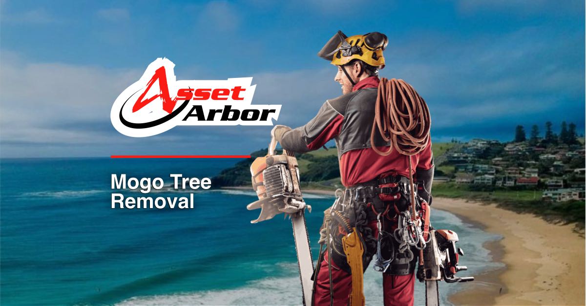Mogo Tree Removal - Asset Arbor Tree Services